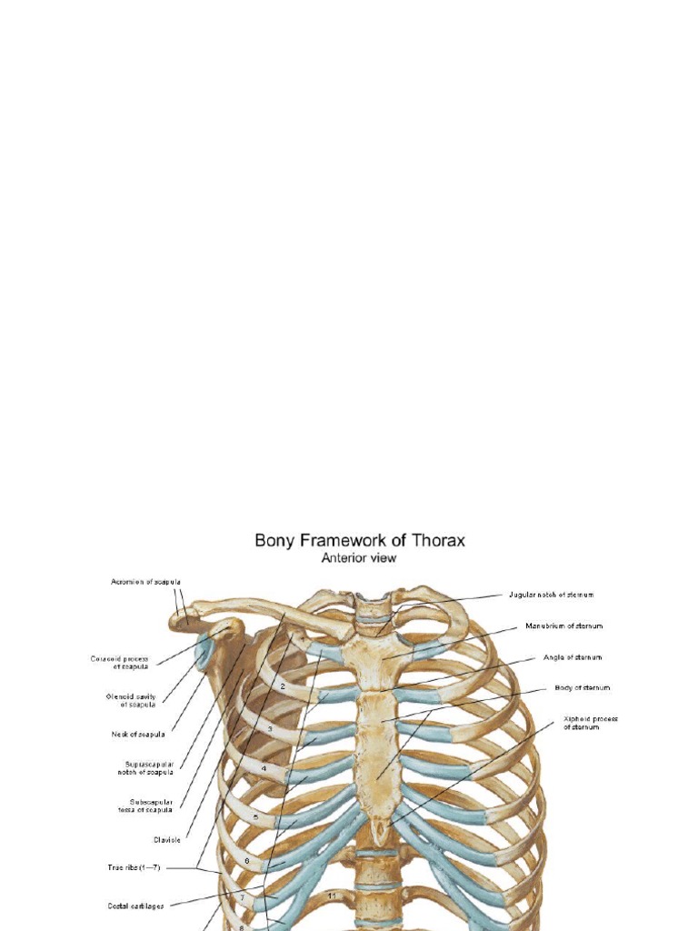 Thorax Netter | PDF
