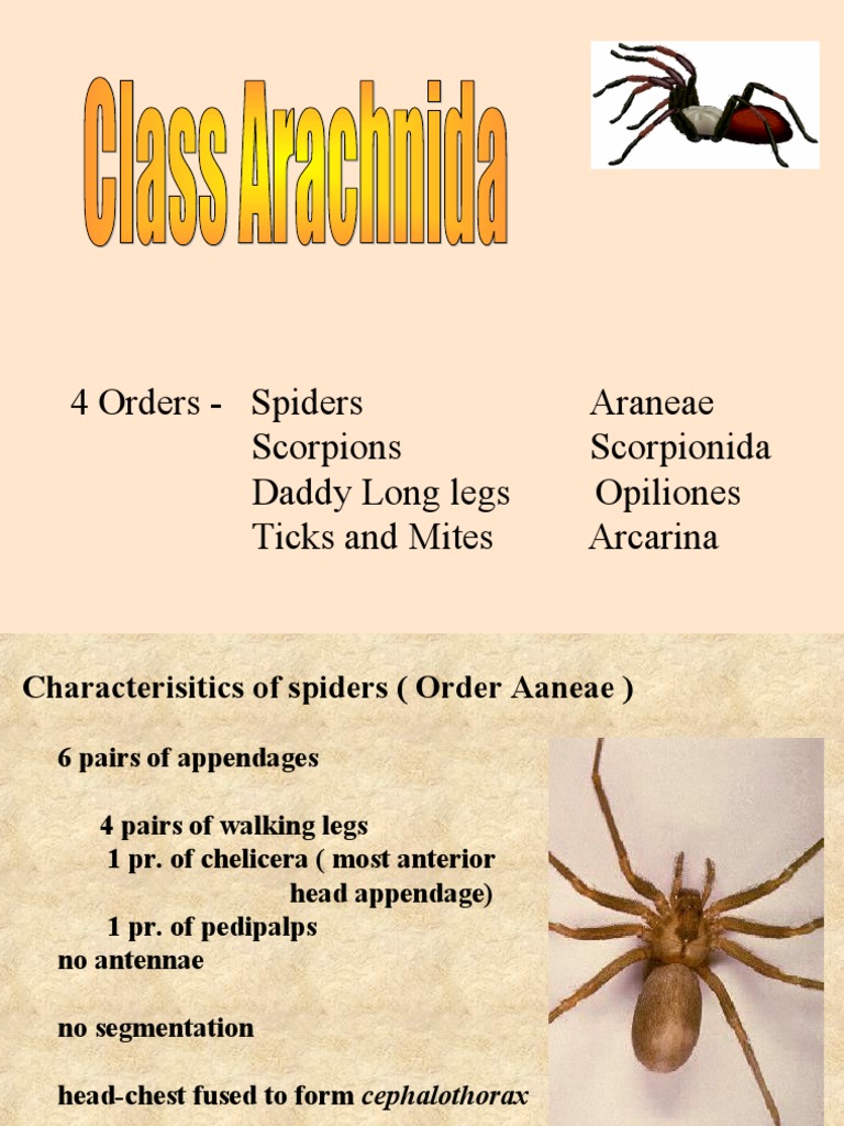 4 Orders - Spiders Araneae Scorpions Scorpionida Daddy Long Legs ...