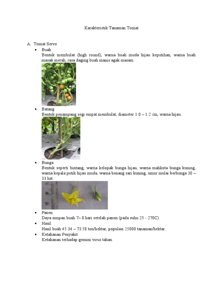 Karakteristik Tanaman Tomat | PDF