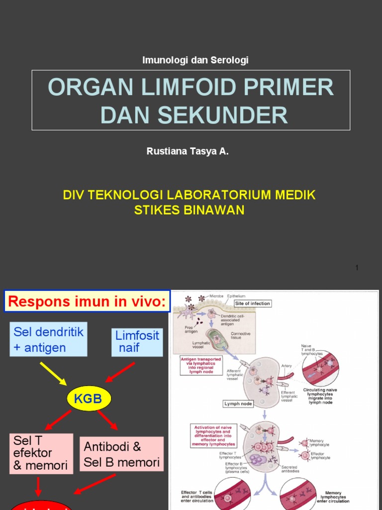 Organ Limfoid Primer Dan Sekunder | PDF