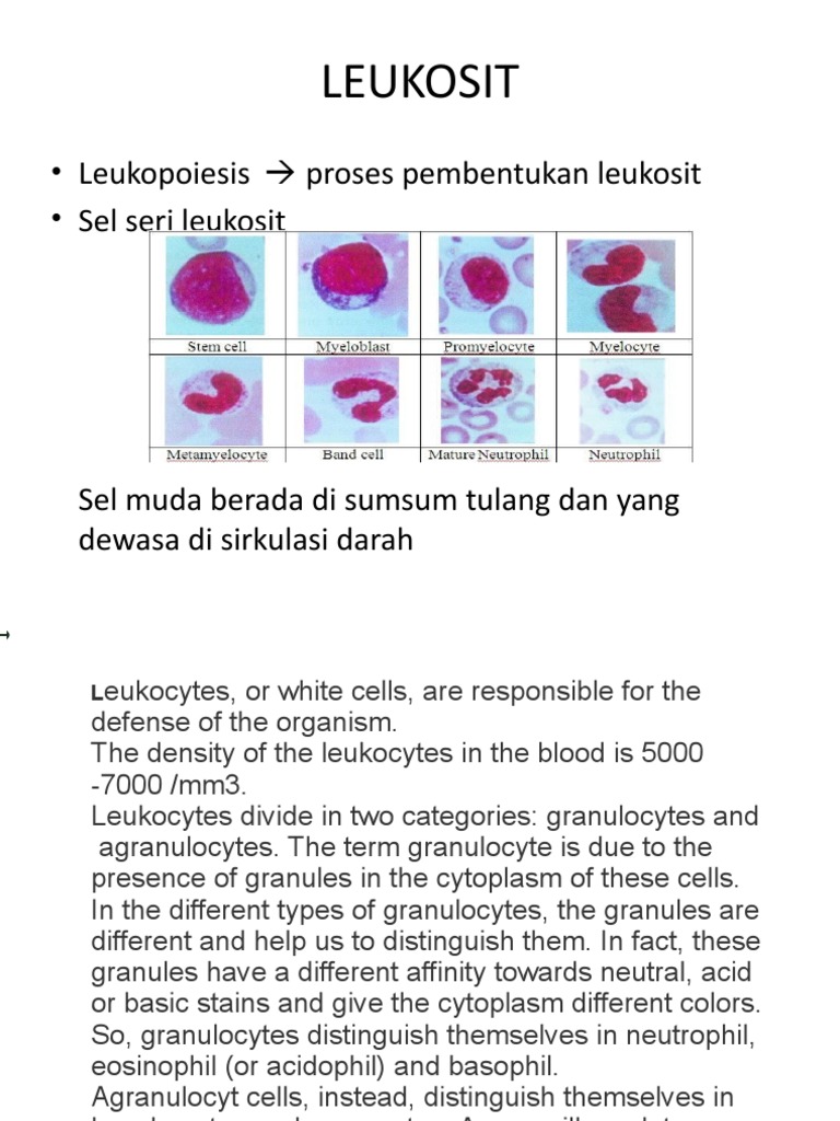 Leukosit: - Leukopoiesis Proses Pembentukan Leukosit - Sel Seri Leukosit | PDF | Granulocyte ...