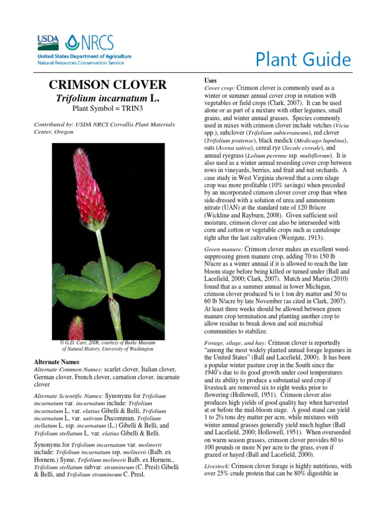 Plant Guide: Crimson Clover | PDF | Clover | Legume