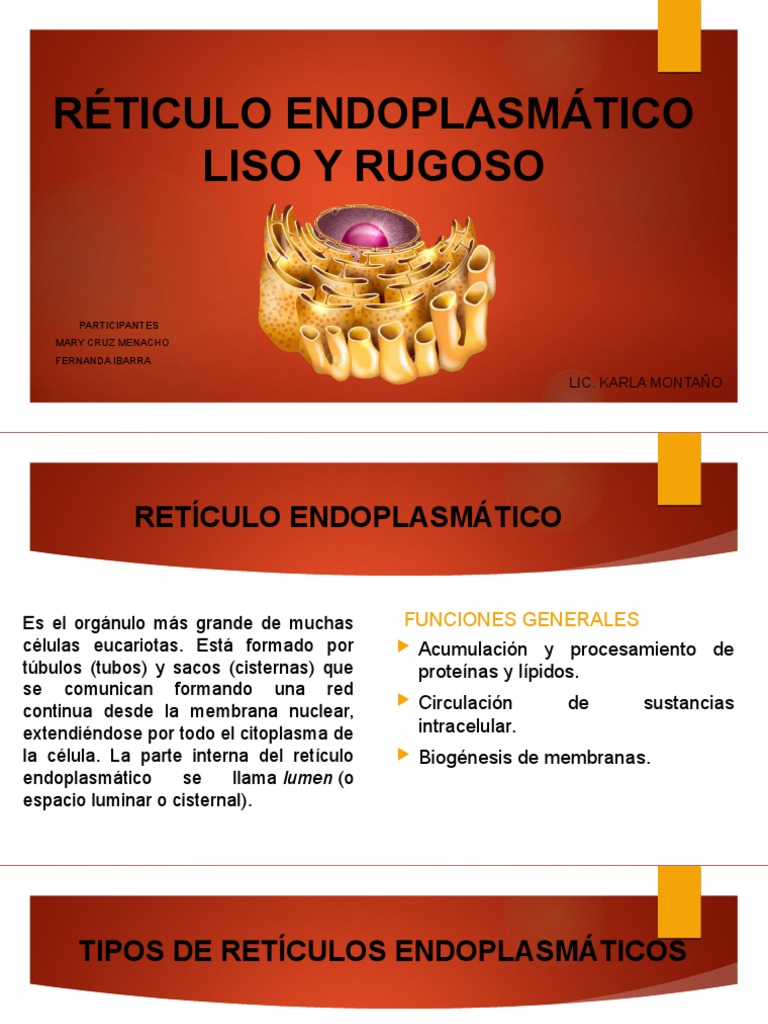 Réticulo Endoplasmático Liso y Rugoso | PDF | Retículo endoplásmico ...