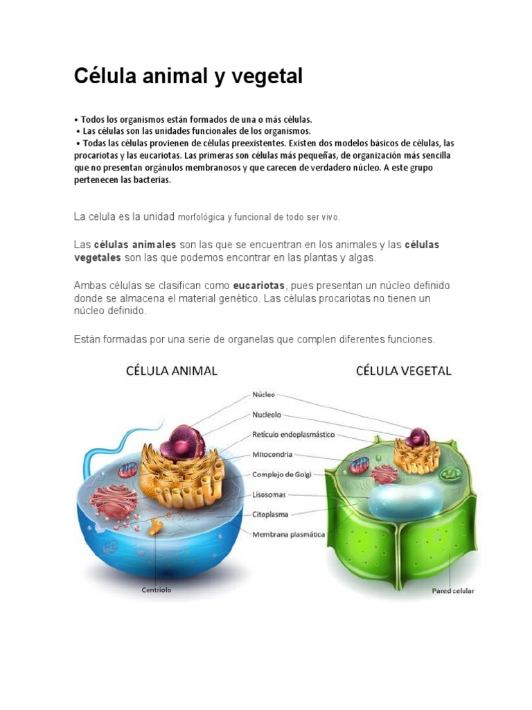 Célula Animal y Vegetal | PDF | Biología Celular) | Plantas