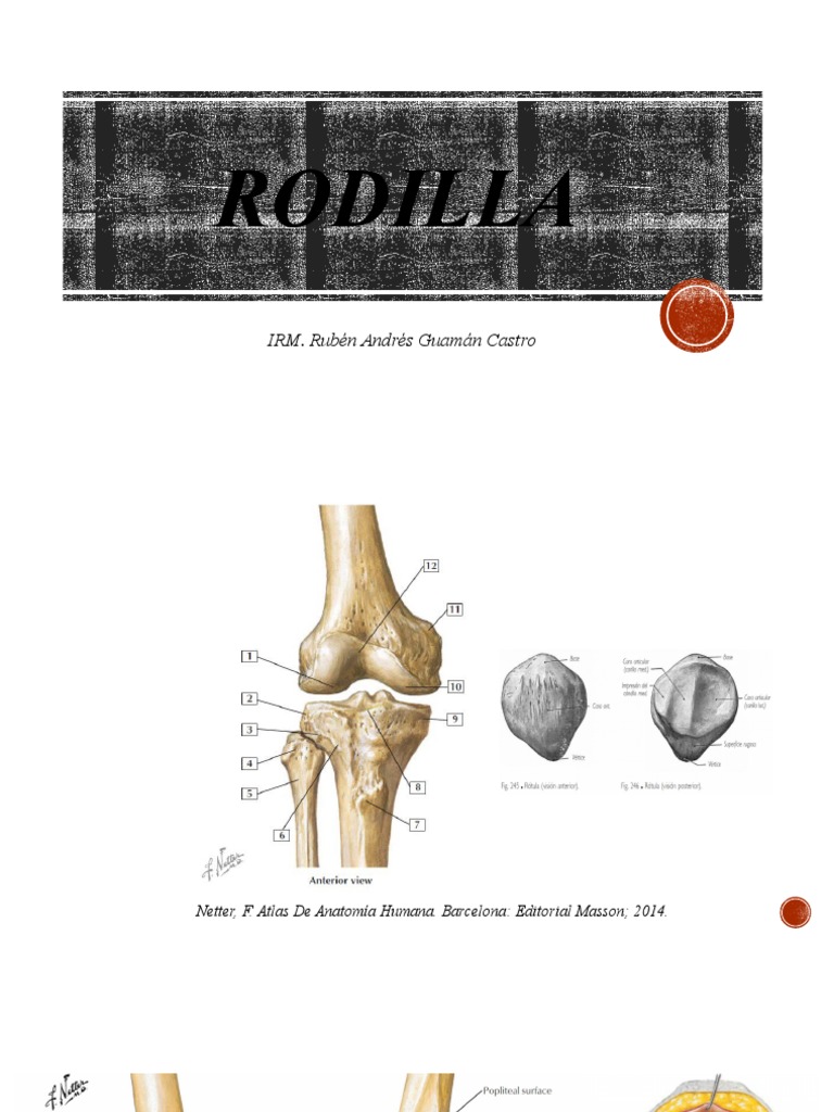 Anatomía de la Rodilla: Guía Visual | PDF