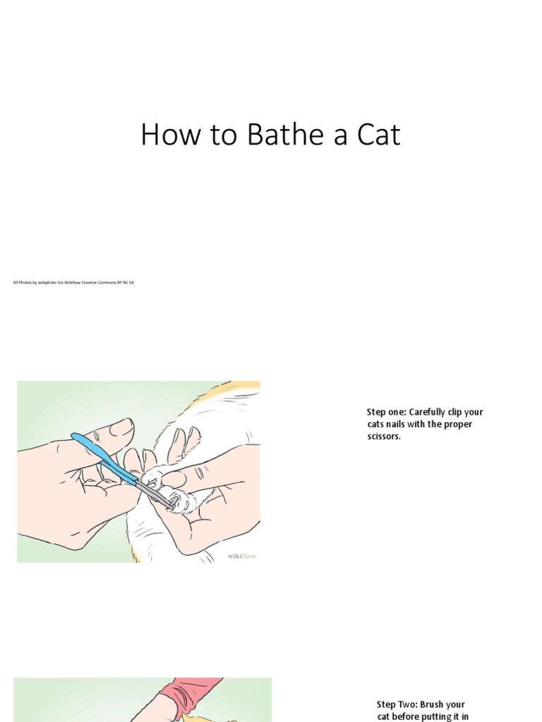How To Bath A Cat at Home | PDF | Self-Improvement | Lifestyle
