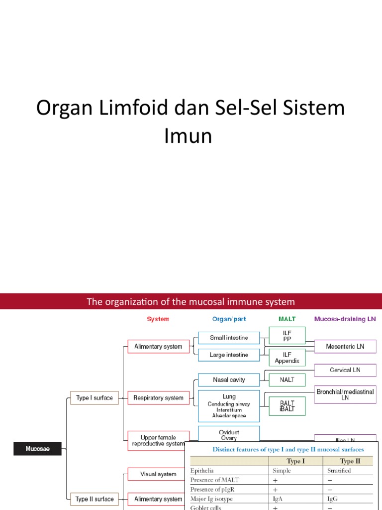 Sel Dan Organ Limfoid MATERI UAS 2016 | PDF | Thymus | Immune System