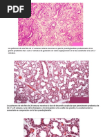 Neumocitos Tipo 1 y 2 - Histologia | PDF | Ciencia y matemáticas