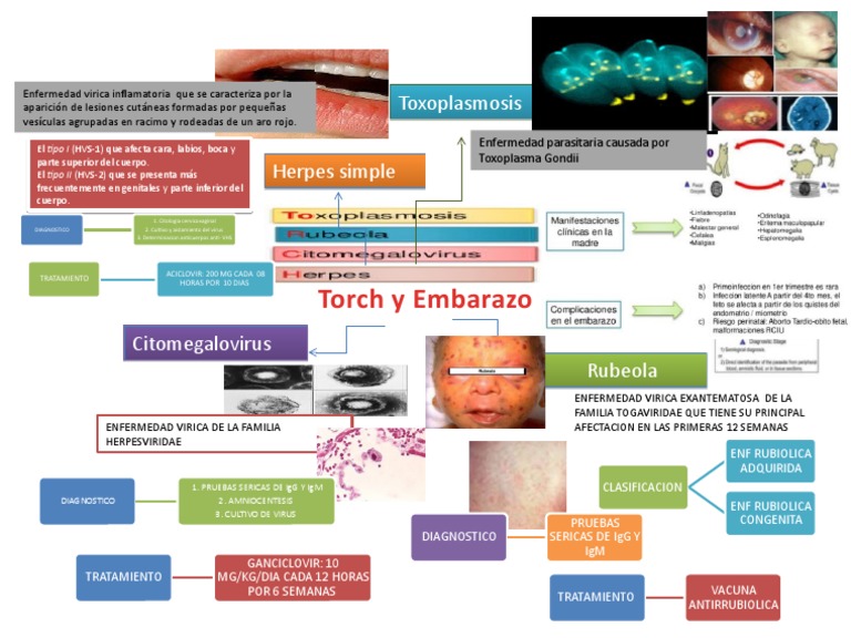 Torch y Embarazo | PDF | Virología | Enfermedades virales