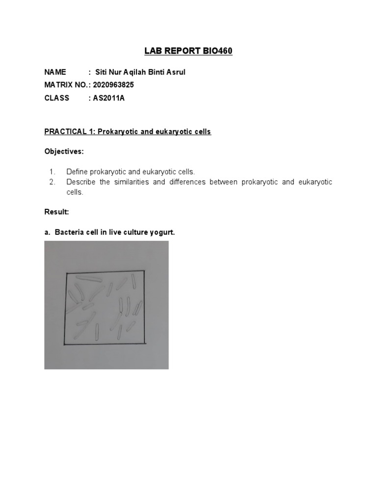 Bio460 Lab Report: Cell Types & Animals | PDF | Cell (Biology) | Prokaryote