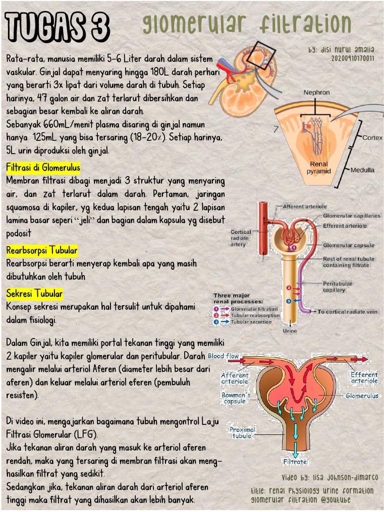 Proses Filtrasi Glomerulus Ginjal | PDF