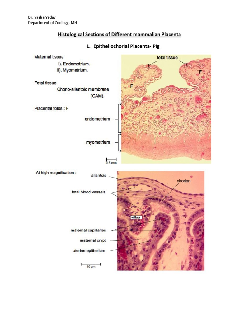 Mammalian Placenta Histology Guide | PDF