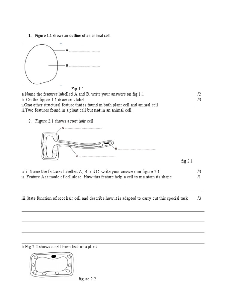 Solved Worksheet-Cell and Specialized Cells 3 | PDF | Cell (Biology) | Root