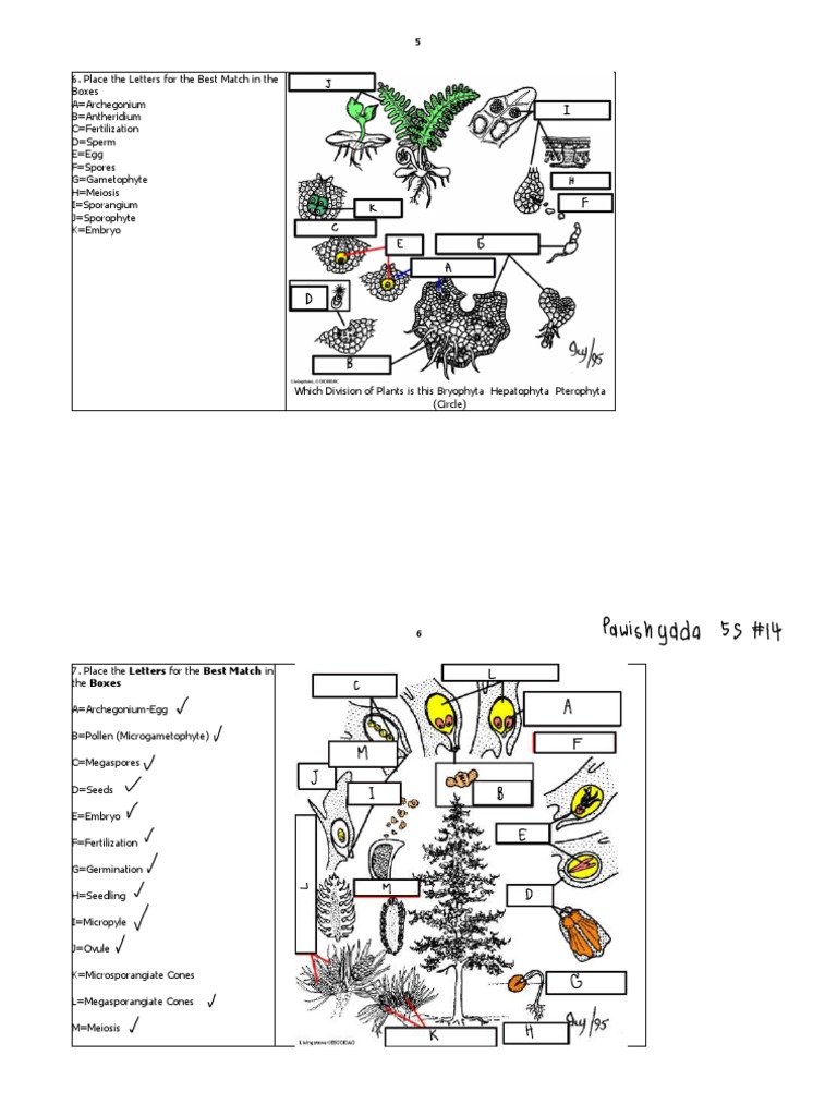Sexual Reproduction of Land Plants Worksheet For Online Courses | PDF ...