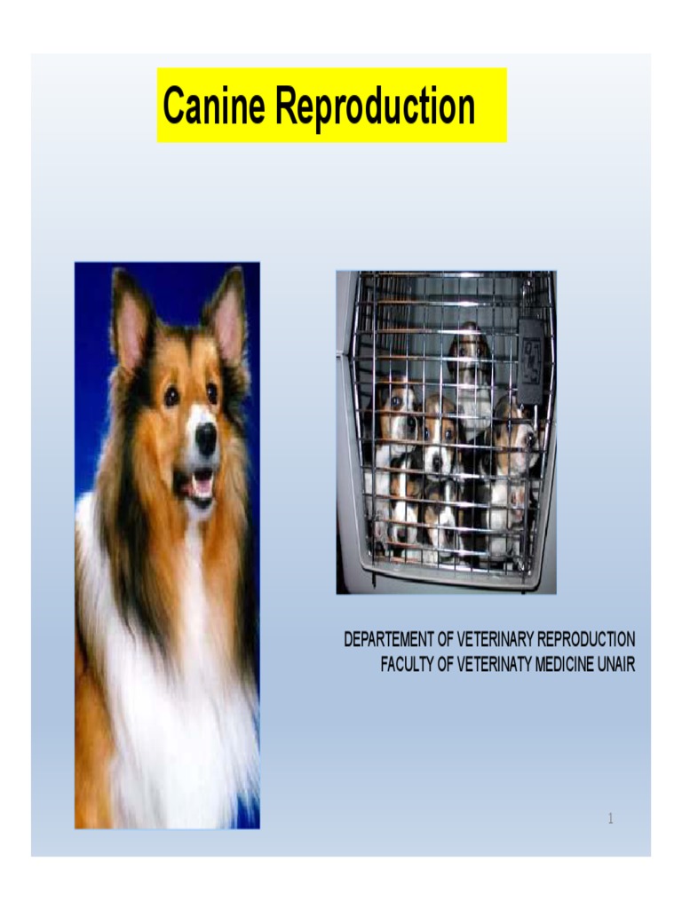 An Overview of Canine Reproduction: Endocrine Glands, Estrous Cycles ...