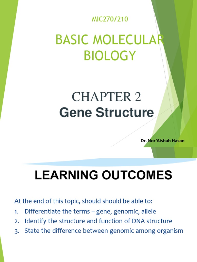 Basic Molecular Biology: Gene Structure | PDF | Base Pair | Dna