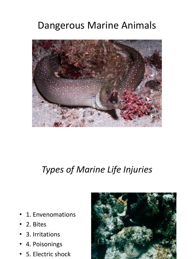 Dangerous Marine Animals Dangerous Marine Animals | PDF | Venom | Wound