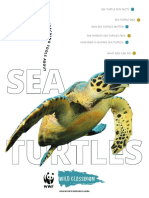 The Life Cycle of Sea Turtles | PDF