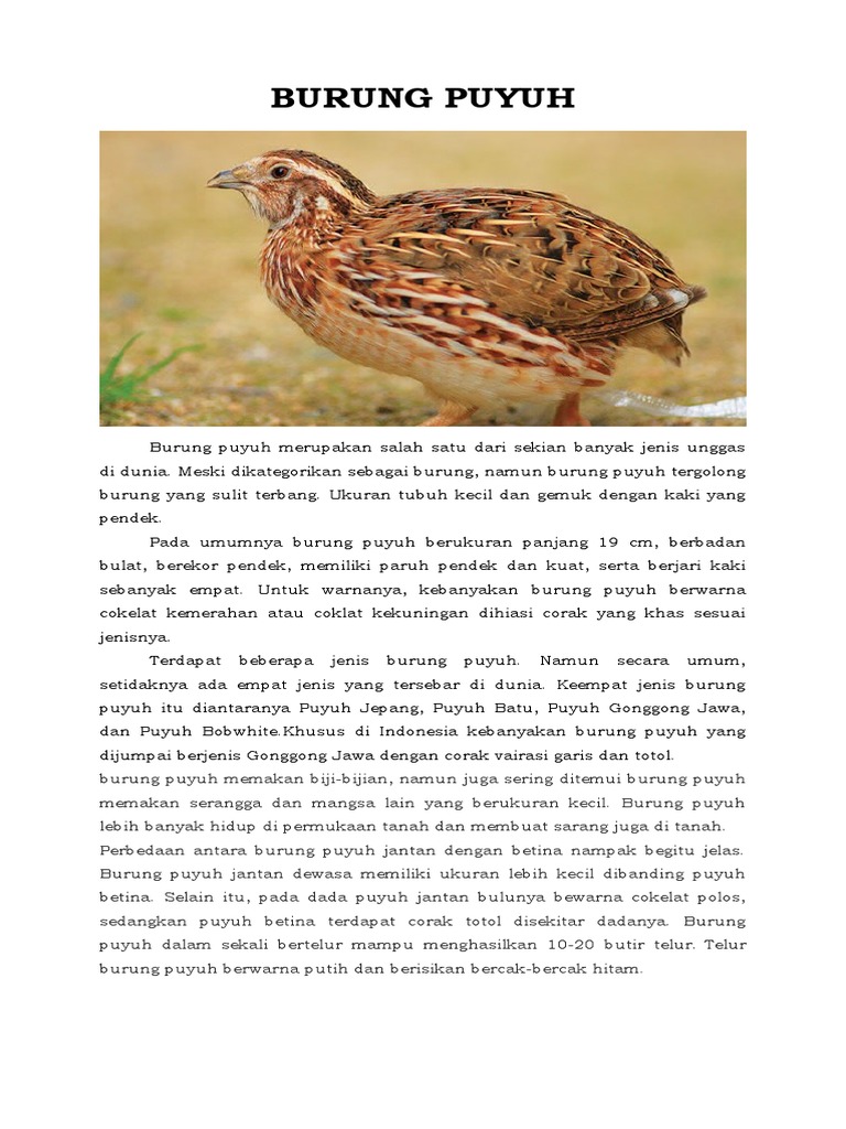 Burung Puyuh | PDF