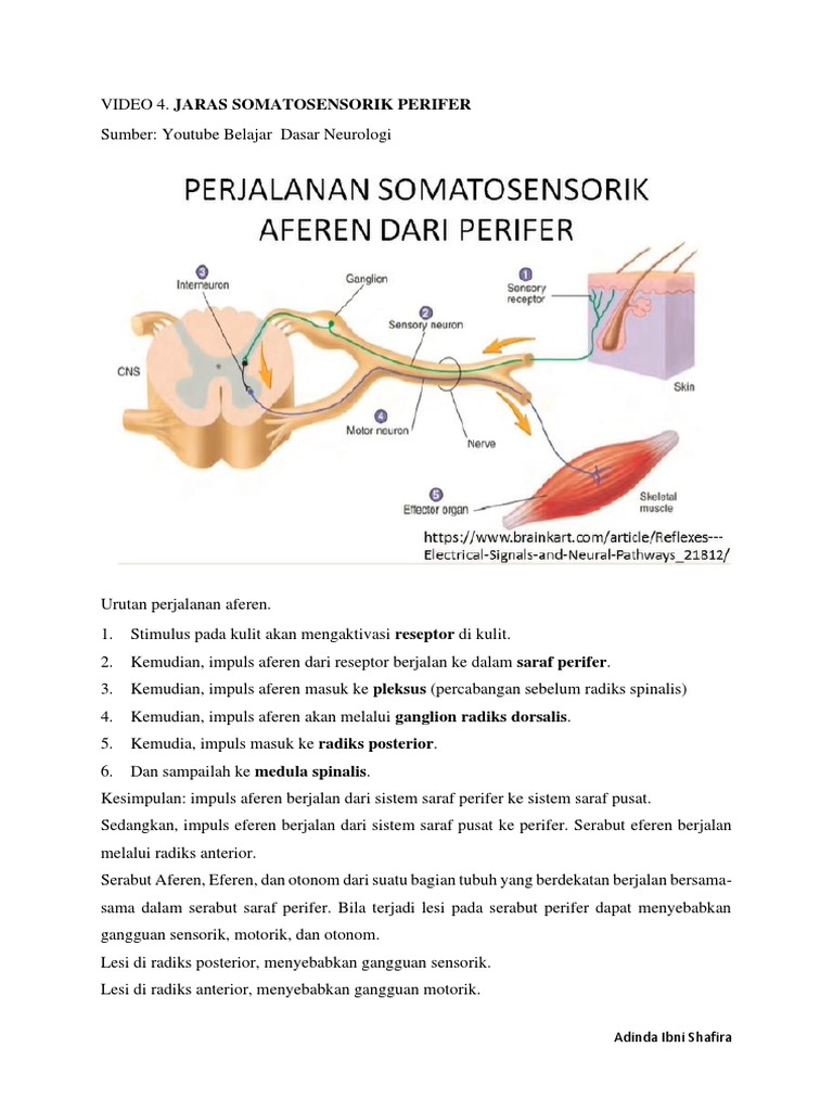 Jaras Somatosensorik Perifer | PDF