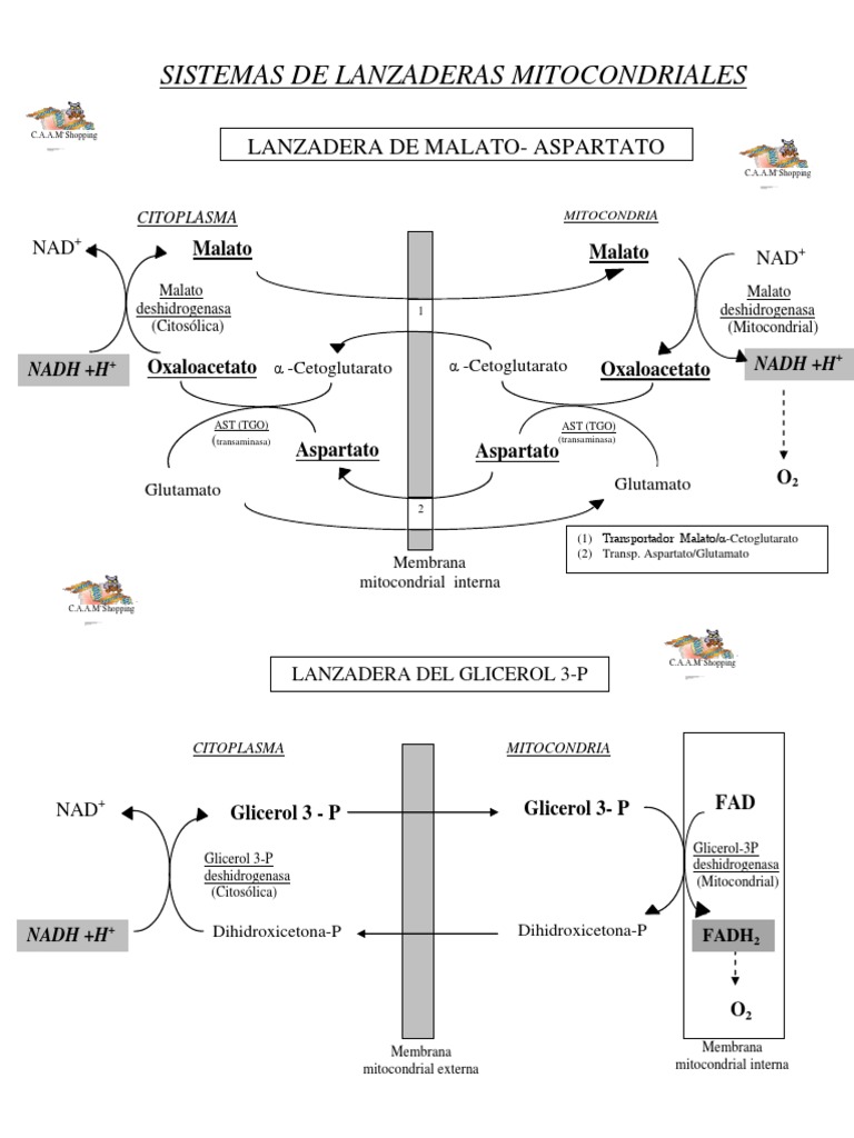 Lanzadera Malato-Aspartato en Mitocondrias | PDF | Biología estructural ...