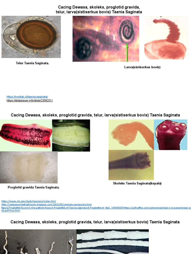 Taenia Saginata Morphology Overview | PDF | Cooking, Food & Wine | Wellness