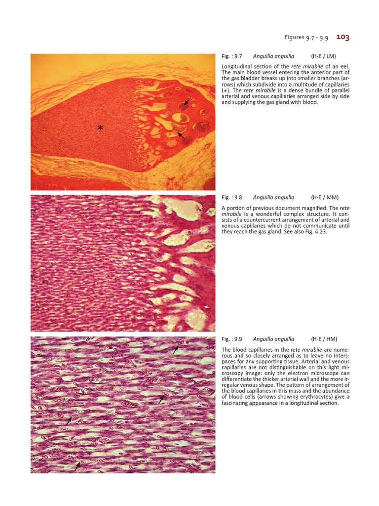 Atlas of Fish Histology | PDF | Kidney | Gill