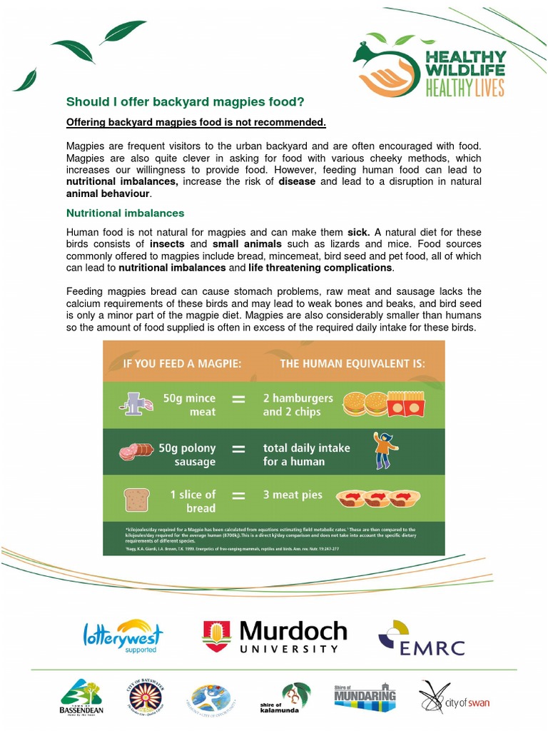 Magpie Feeding v2.0 | PDF | Birds | Foods