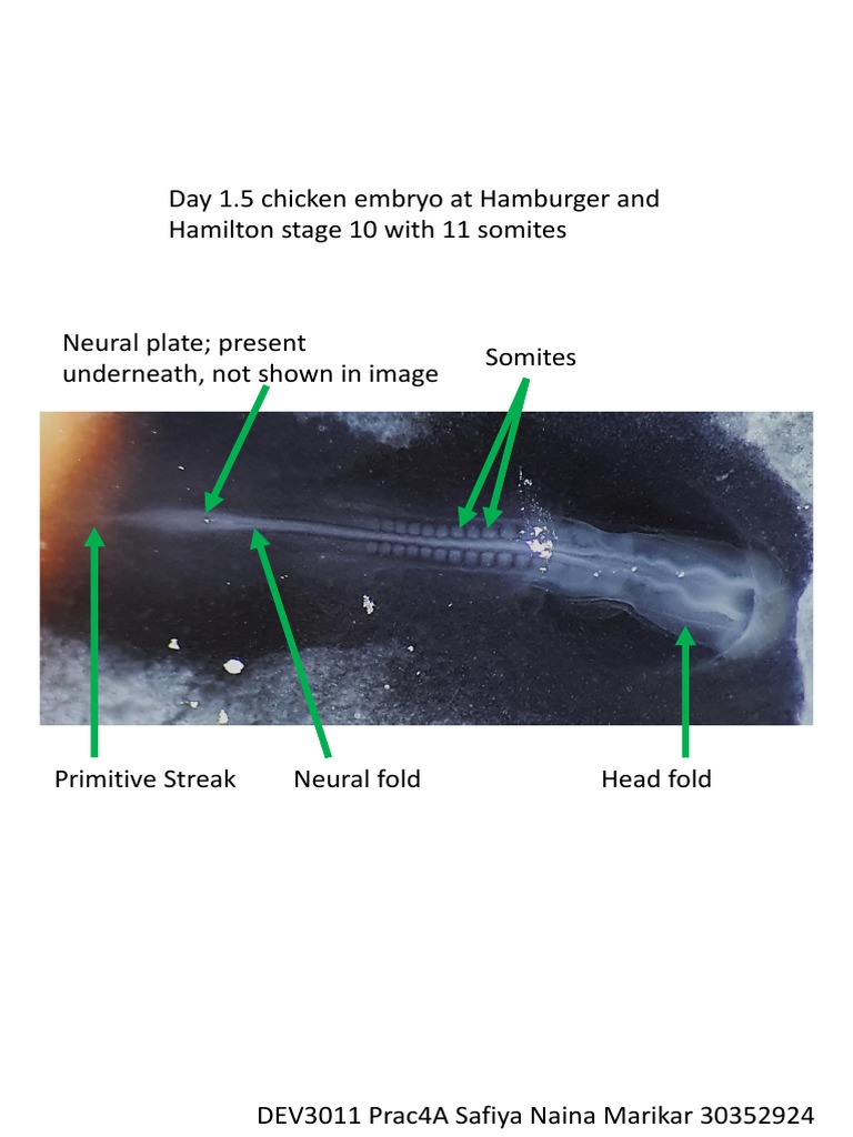 E1.5 Chick Embryo | PDF