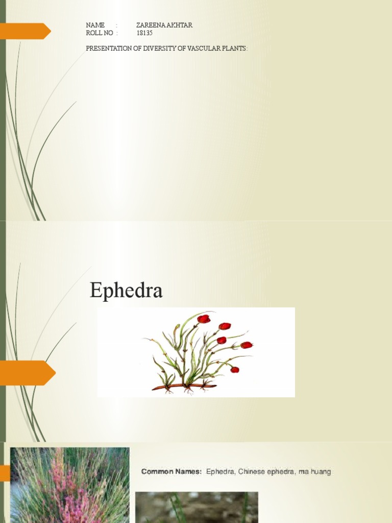 Ephedra | PDF | Flowers | Botany