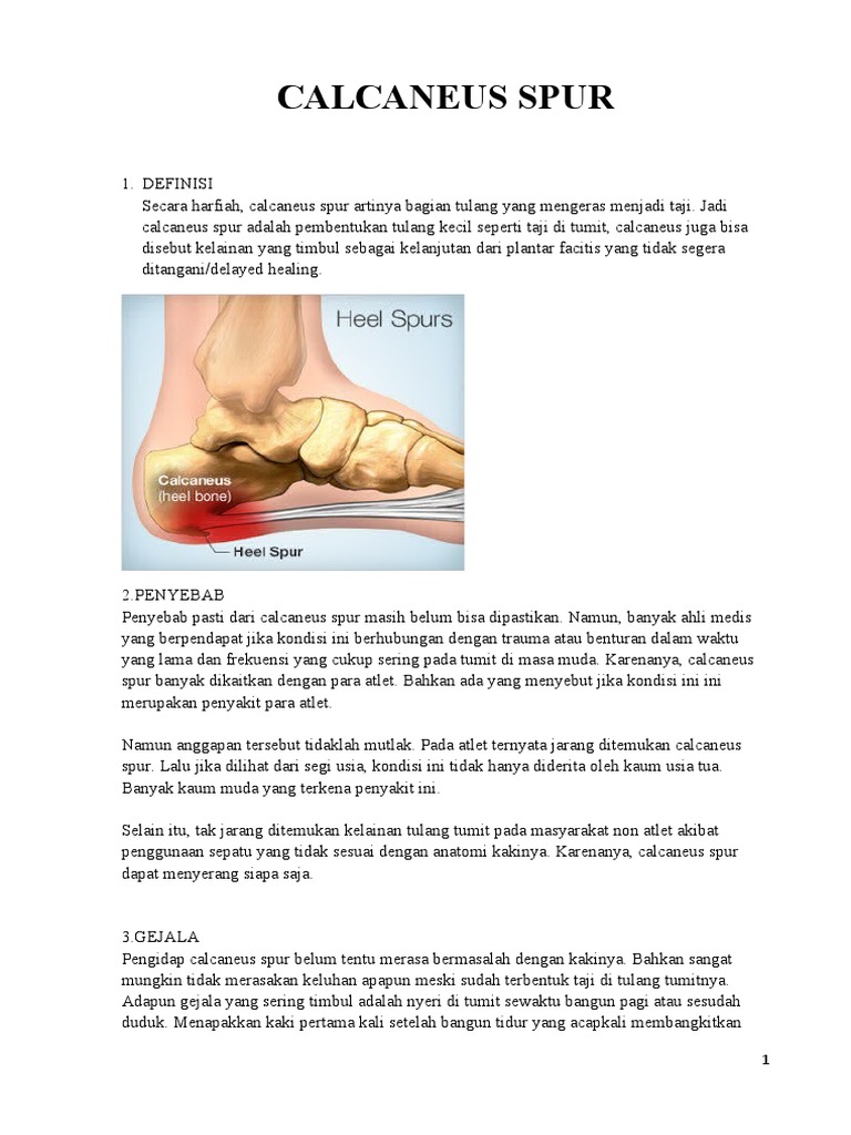Calcenius Spur | PDF