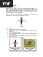 Principales Órdenes de Insectos | PDF | Insectos | Artropodología