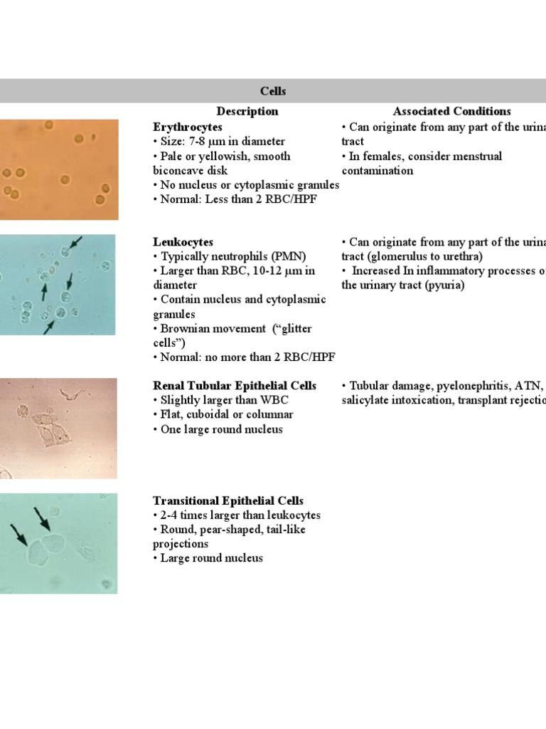 Urine Sediments | PDF | Anatomy | Medical Specialties