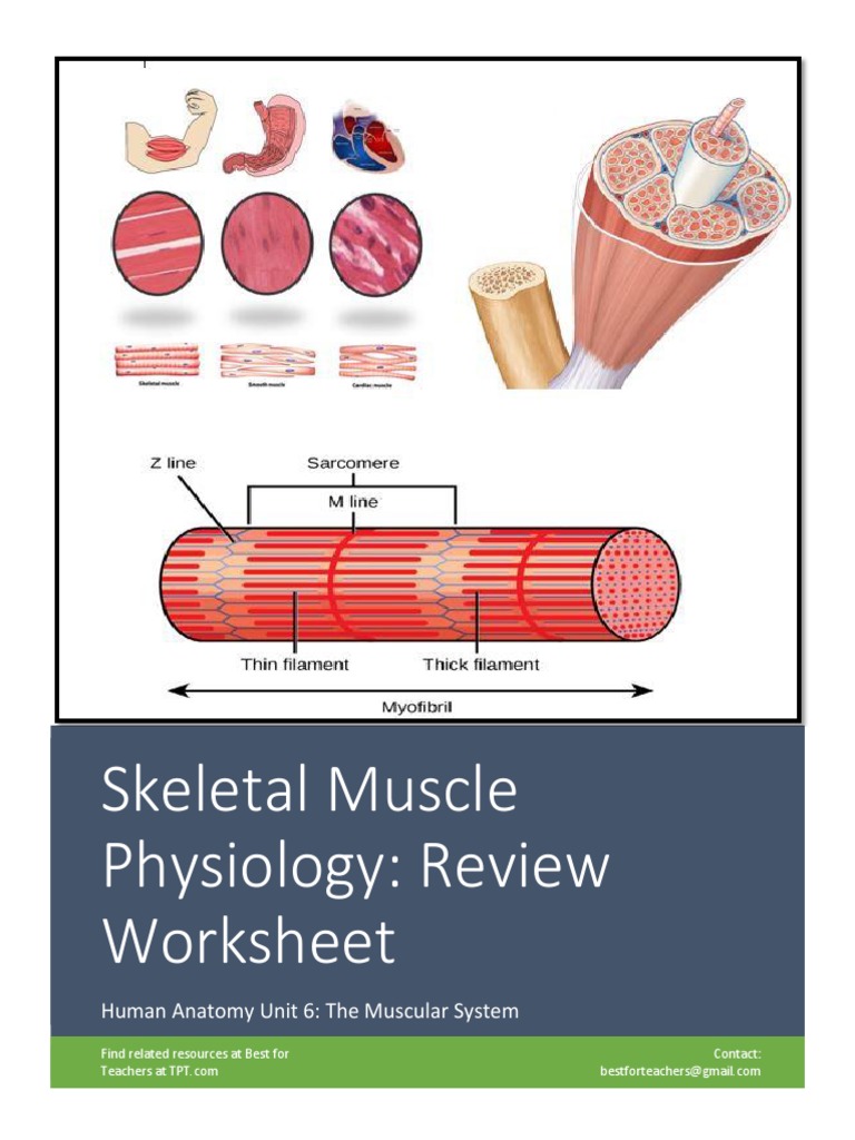 Skeletal Muscle Physiology: Review Worksheet: Human Anatomy Unit 6: The ...