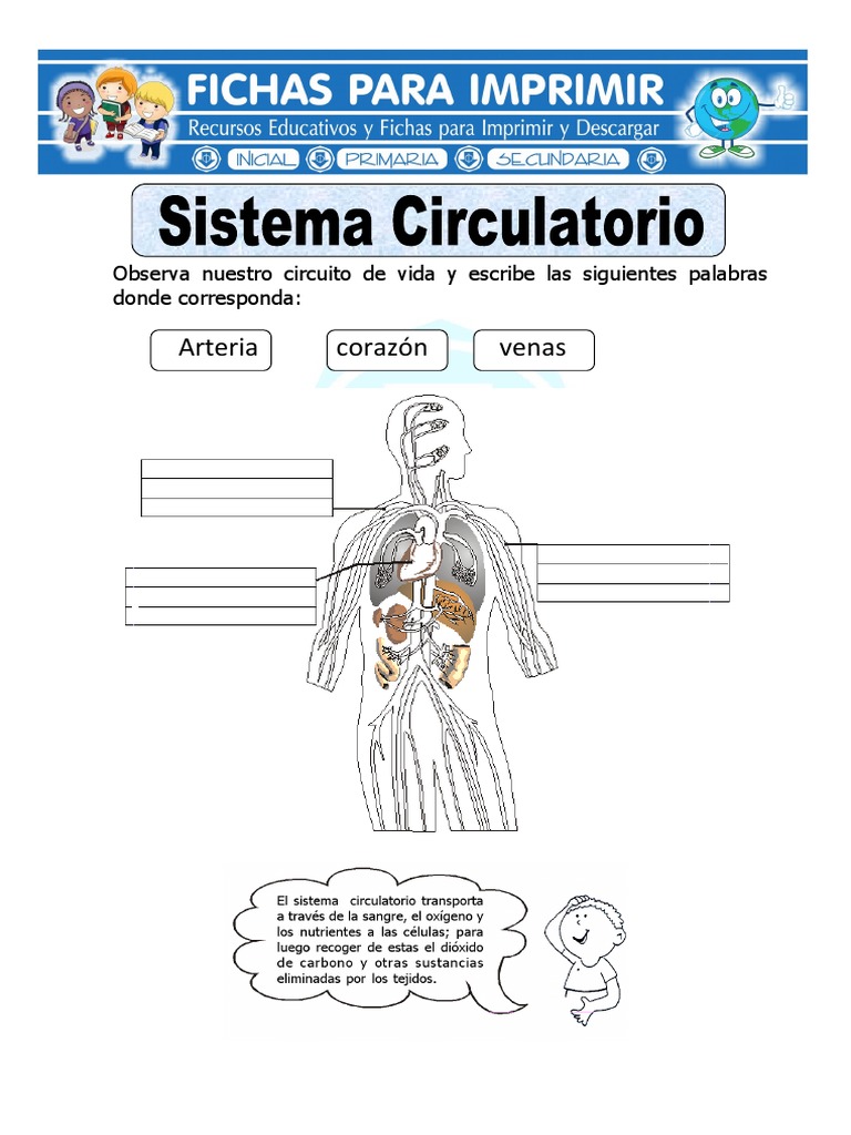 Ficha de Sistema Circulatorio para Primaria | PDF