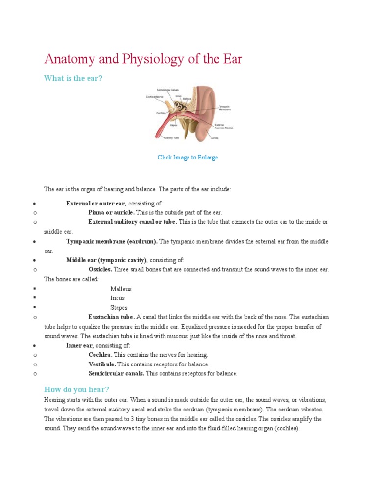 Anatomy and Physiology of The Ear | PDF