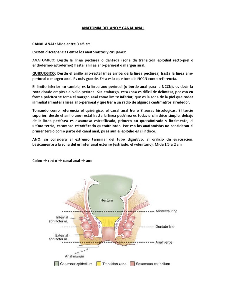 Anatomia Del Ano | PDF | Métodos y materiales de enseñanza | Ciencia y ...