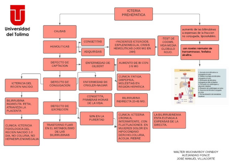 Ictericia Prehepatica | PDF | Síntomas y signos | Gastroenterología