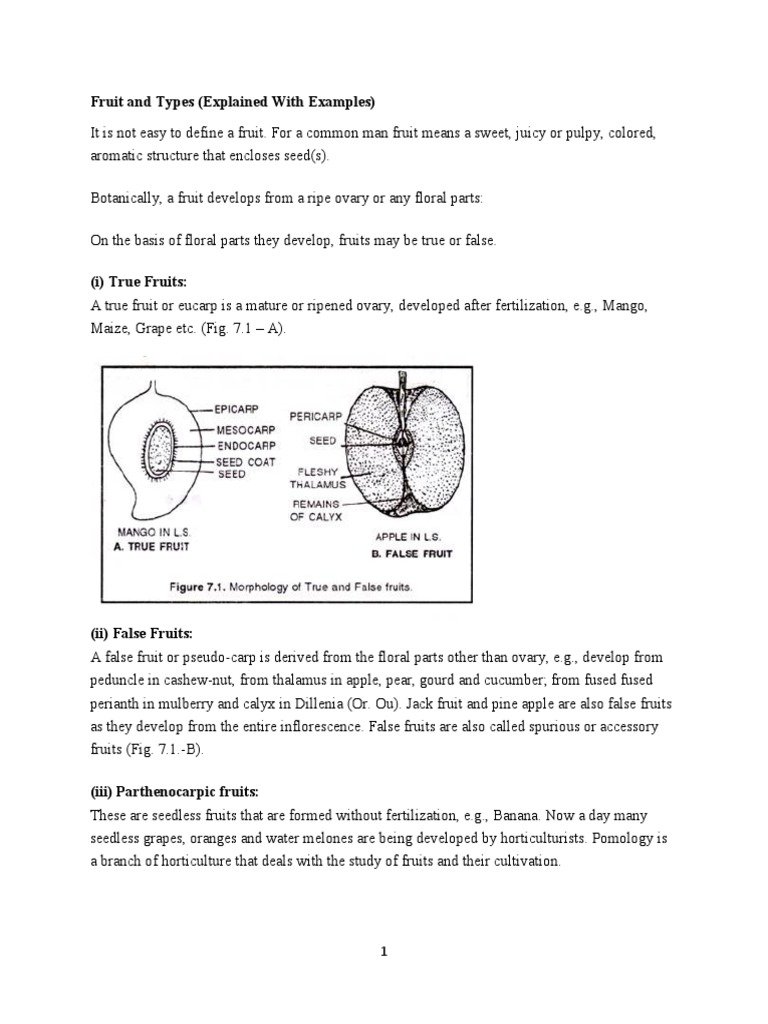Fruits Classification | PDF | Fruit | Branches Of Botany