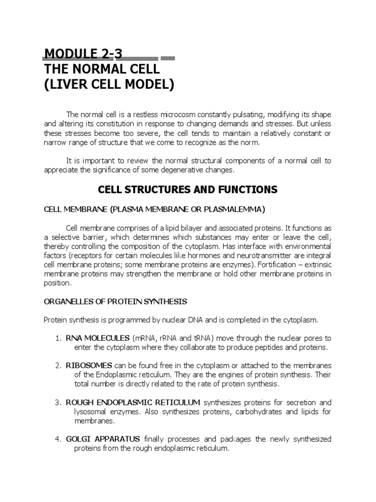 Module 2-3 Animal Cell Model | PDF | Liver | Capillary