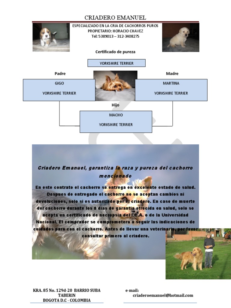 Certificado Yorkie | PDF | Yorkshire Terrier | Subespecie De Canis Lupus