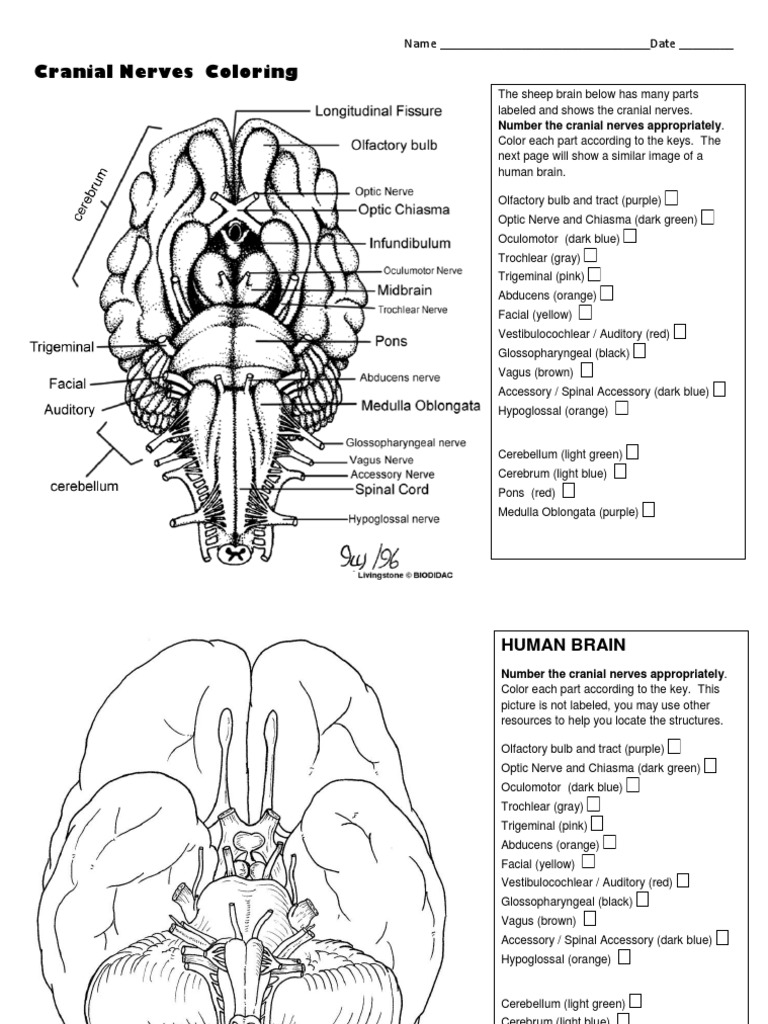 Cranial Nerves Coloring: Name - Date | PDF