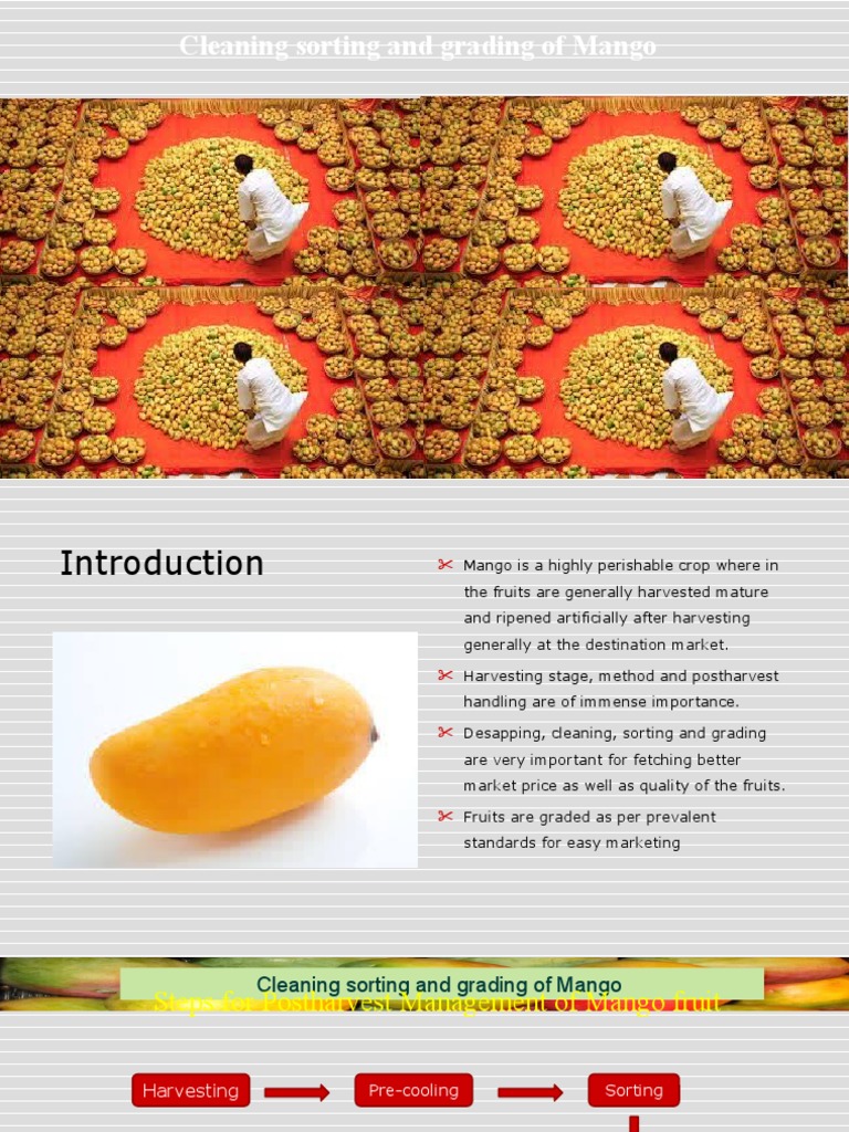 Cleaning Sorting Grading | PDF | Mango | Postharvest