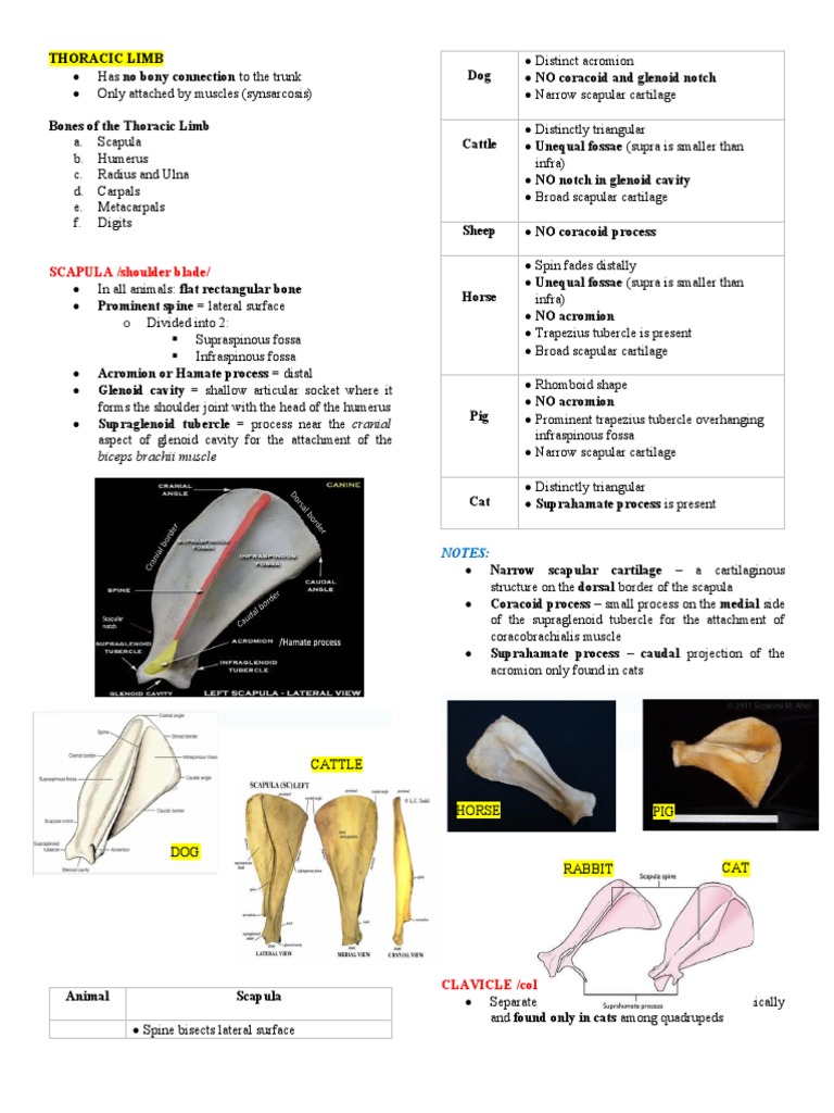 SCAPULA /shoulder Blade/: Biceps Brachii Muscle | PDF | Skeletal System ...