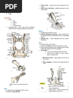 Canine Vertebral Anatomy Overview | PDF | Vertebra | Vertebral Column