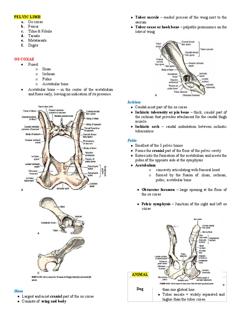 Canine Pelvic Limb | PDF | Pelvis | Human Leg