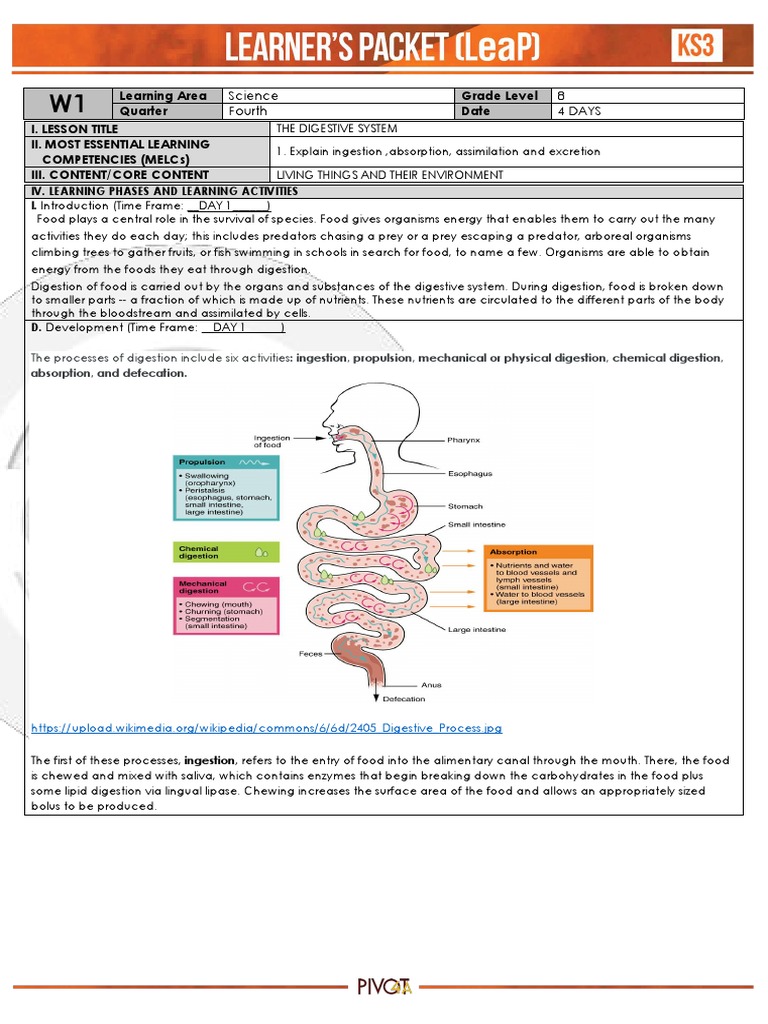 Science 8 Fourth 4 Days | PDF | Digestion | Human Digestive System