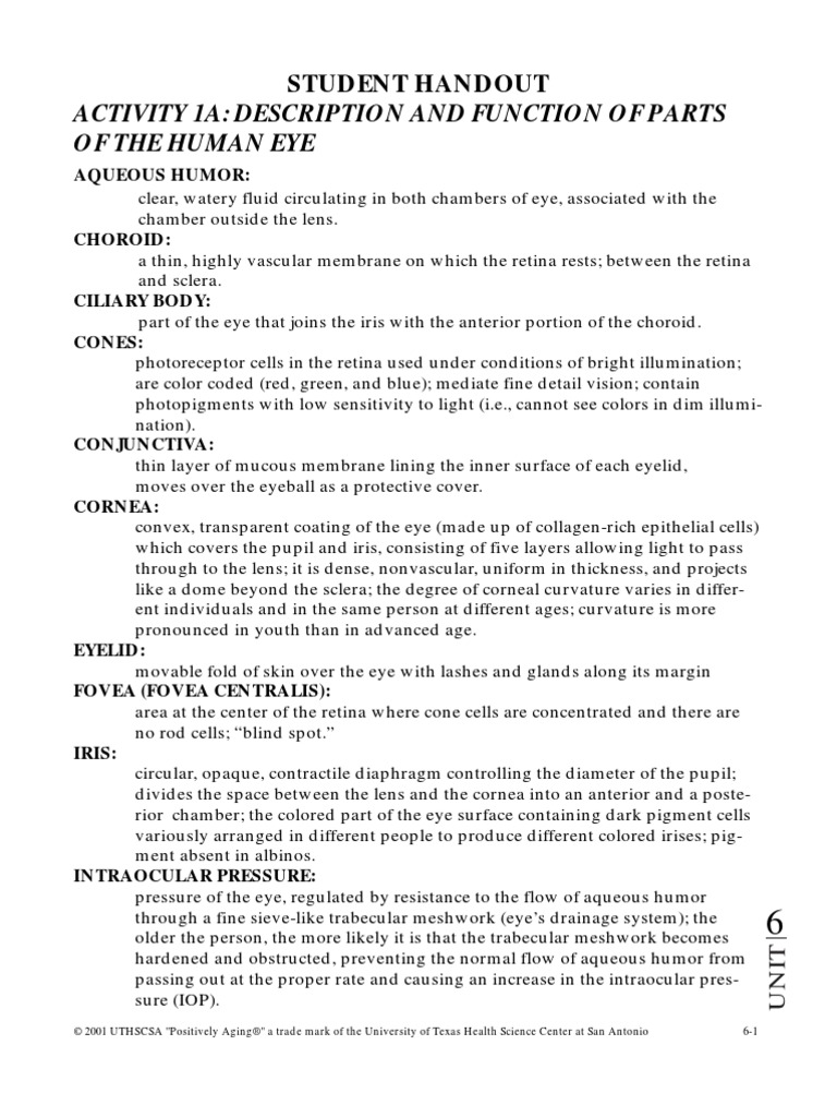 Human Eye | PDF | Eye | Retina