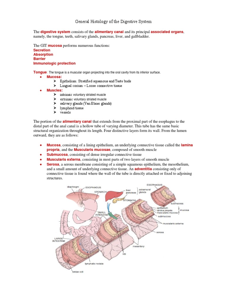 General Histology of The Digestive System | PDF | Respiratory Tract ...