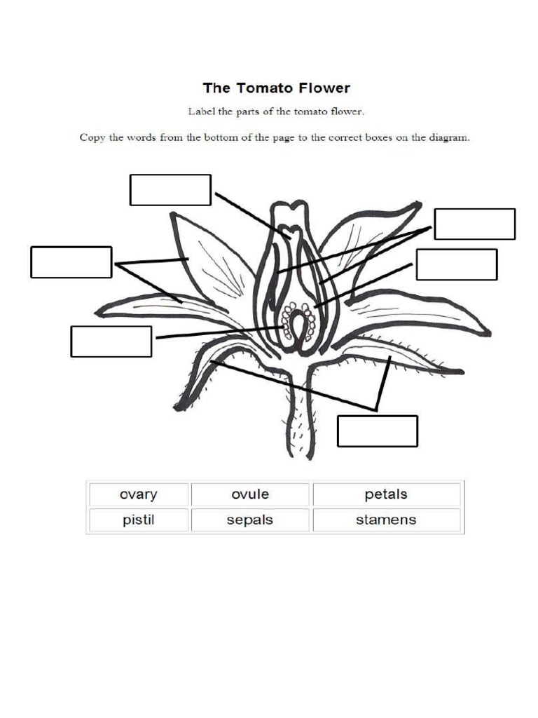 Tomato Flower Diagram